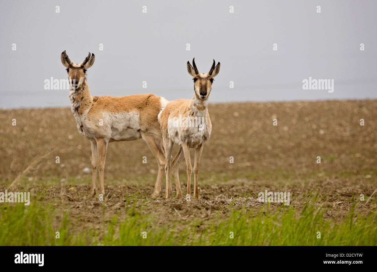 Pronghorn antelope hi-res stock photography and images - Alamy