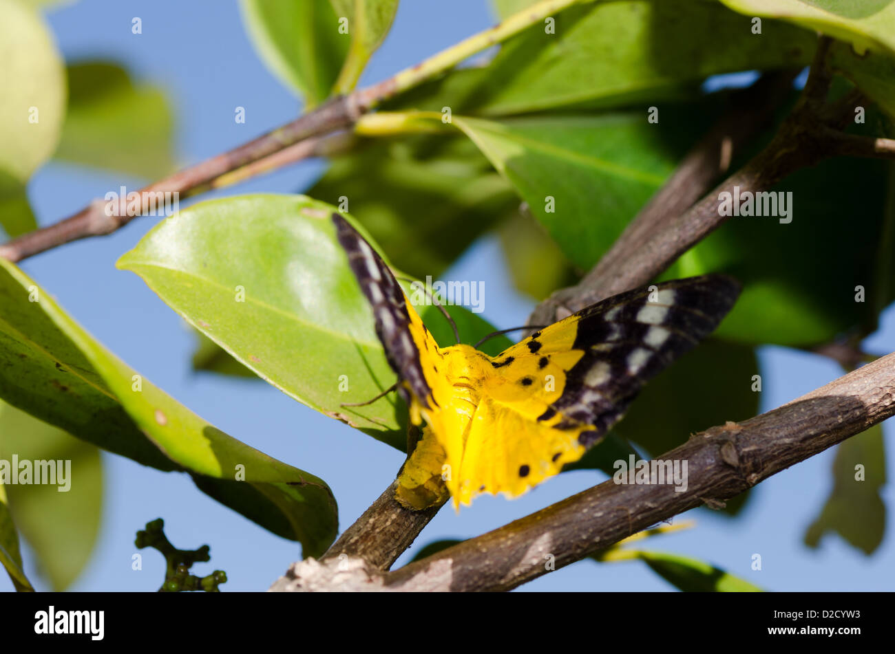 Yellow moth or Dysphania militaris in the nature Stock Photo - Alamy