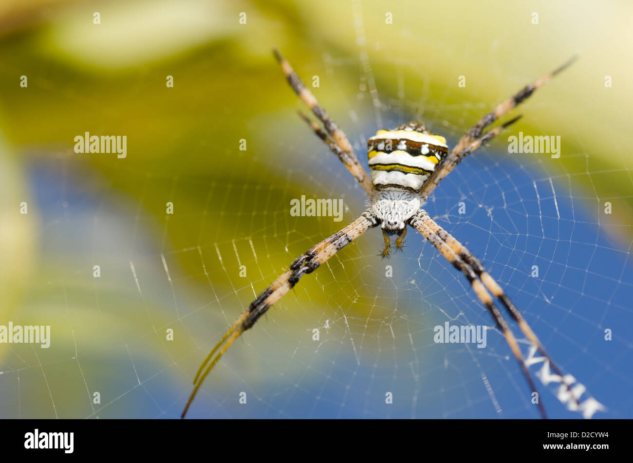 Spider and web in the nature Stock Photo - Alamy