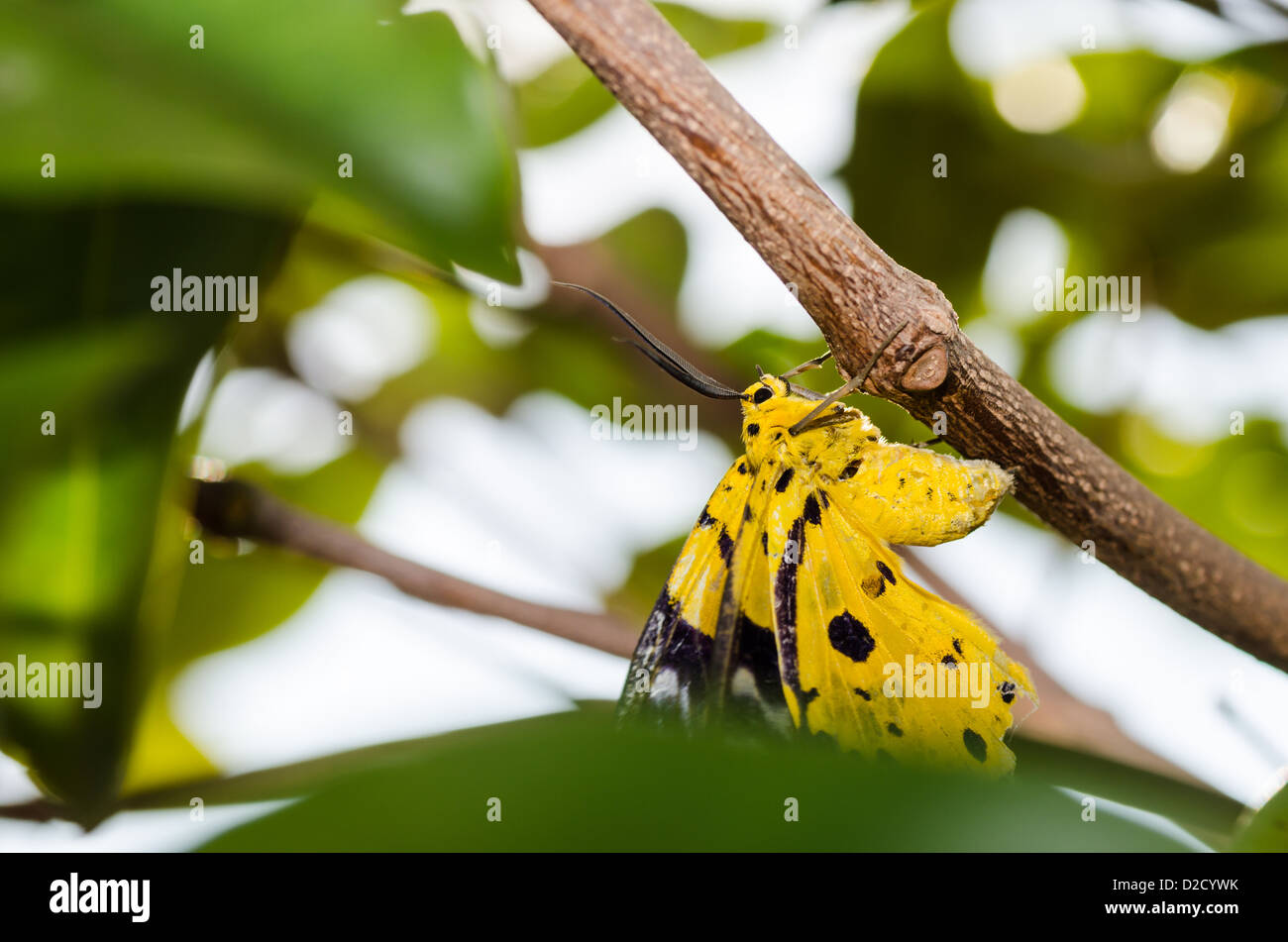 Yellow moth or Dysphania militaris in the nature Stock Photo - Alamy