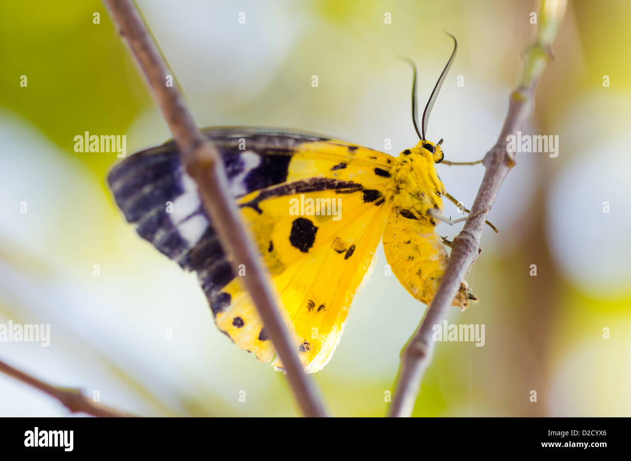 Yellow moth or Dysphania militaris in the nature Stock Photo - Alamy