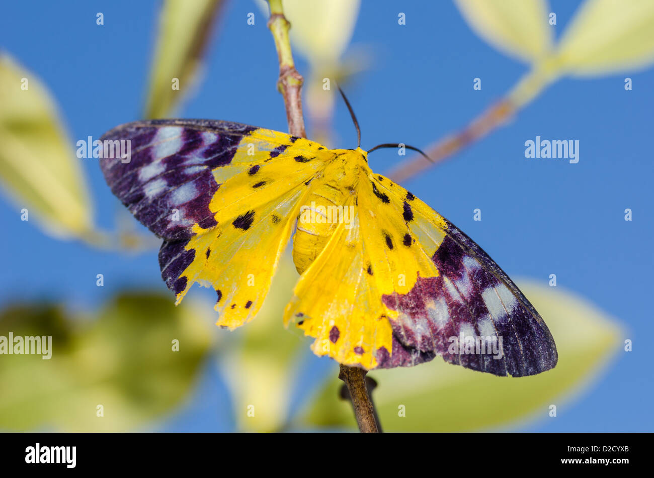 Yellow moth or Dysphania militaris in the nature Stock Photo - Alamy
