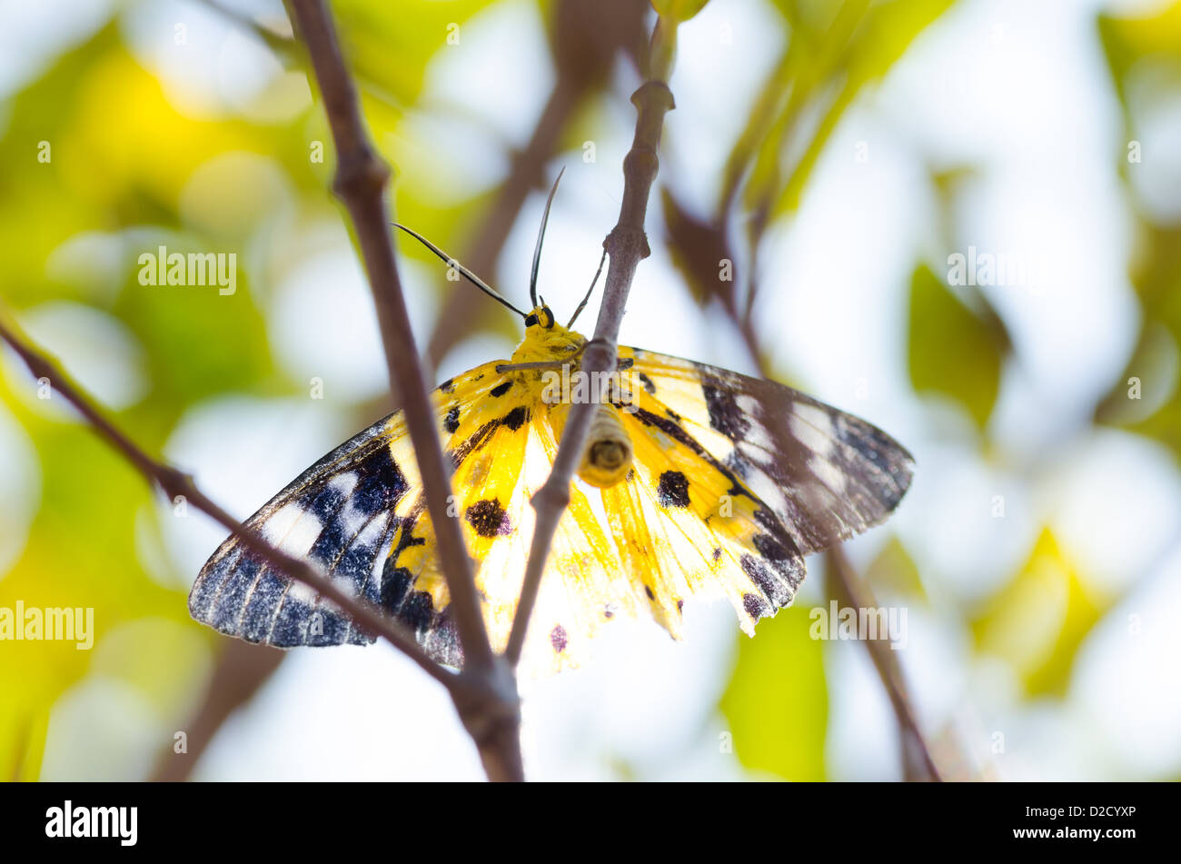 Yellow moth or Dysphania militaris in the nature Stock Photo - Alamy