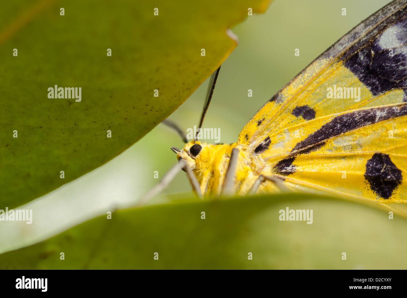 Yellow moth or Dysphania militaris in the nature Stock Photo - Alamy