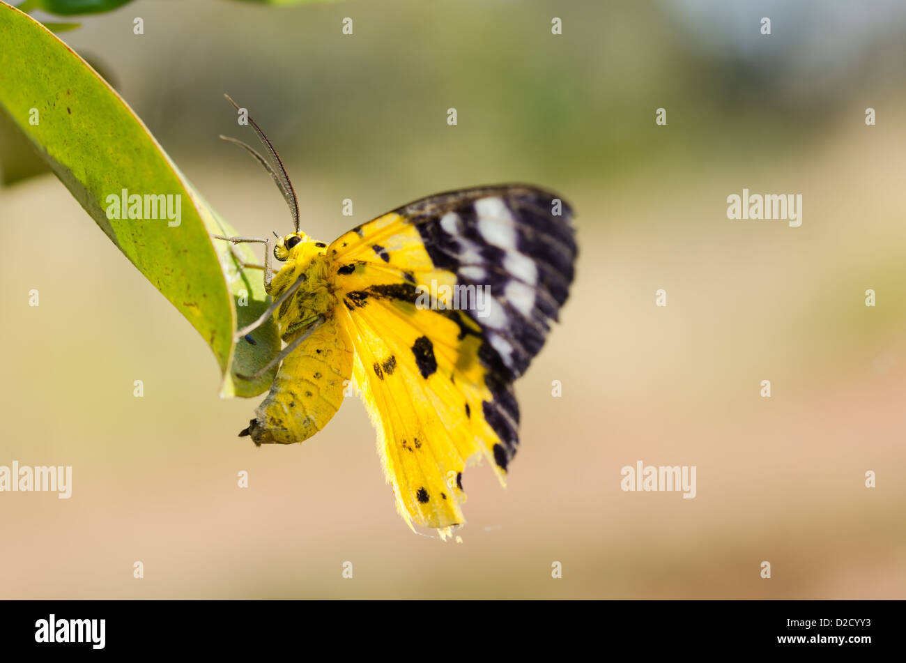 Yellow moth or Dysphania militaris in the nature Stock Photo - Alamy