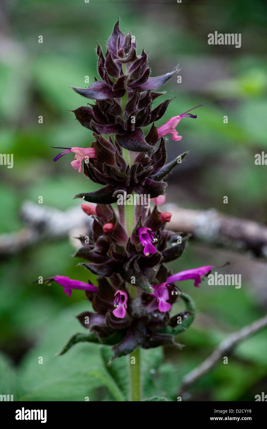 Hummingbird sage salvia spathacea hi-res stock photography and images ...