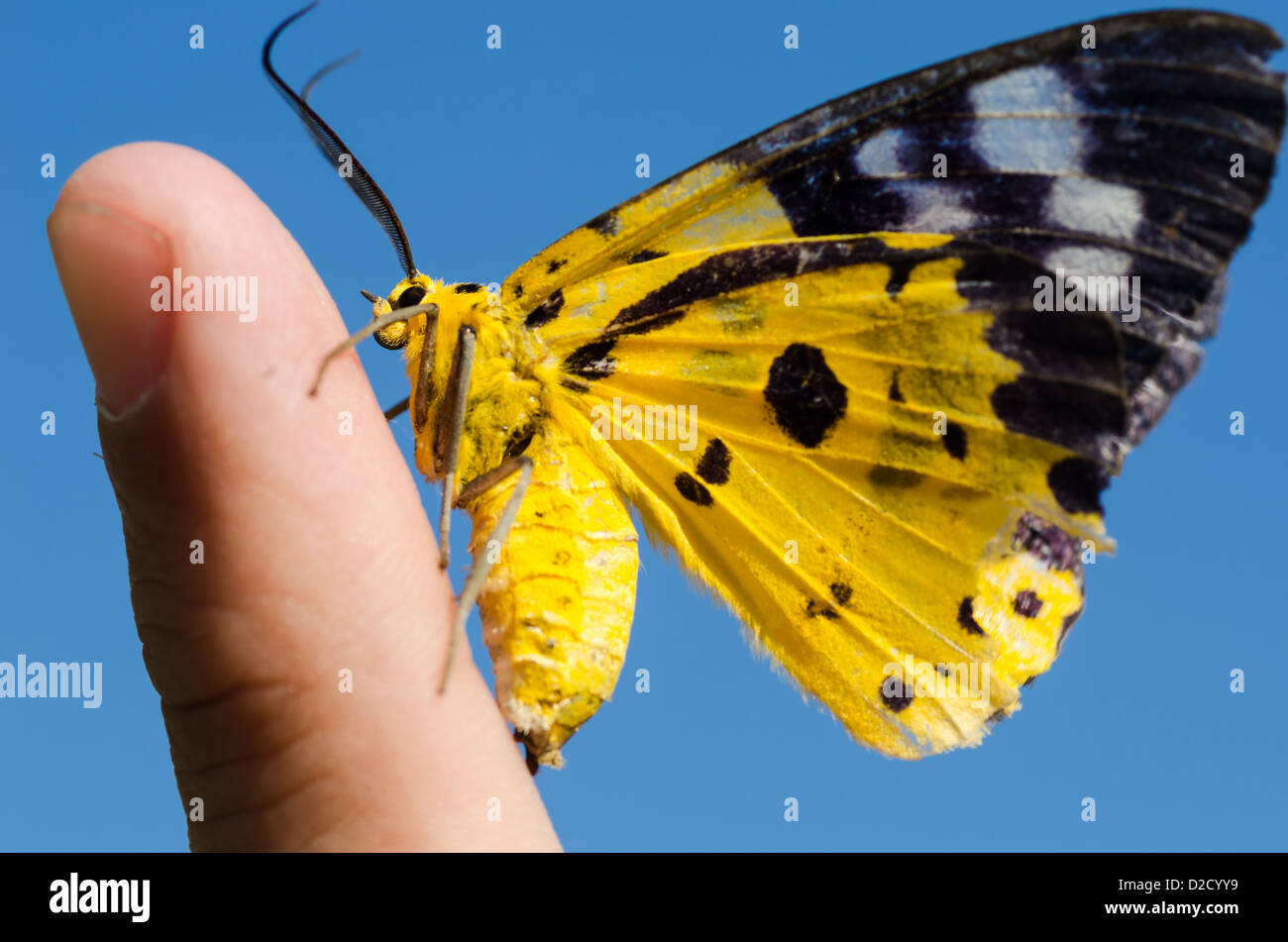 Yellow moth or Dysphania militaris in the nature Stock Photo - Alamy