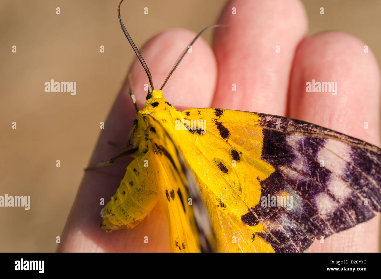 Yellow moth or Dysphania militaris in the nature Stock Photo - Alamy