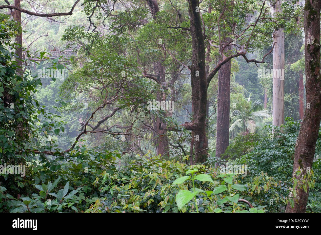Mount glorious queensland hi-res stock photography and images - Alamy