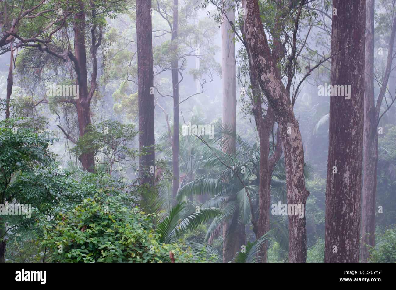 Rainforest mist australia hi-res stock photography and images - Alamy