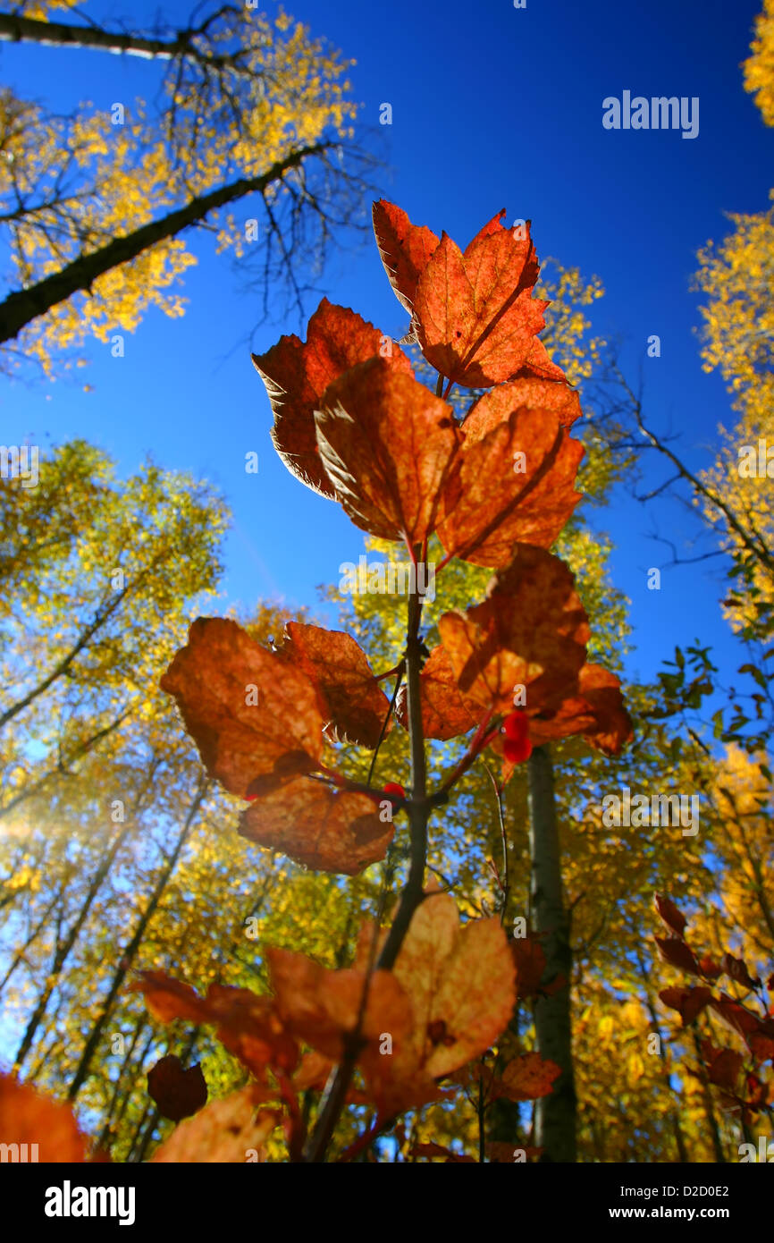 photo taken from bottom of leaf looking up Stock Photo - Alamy