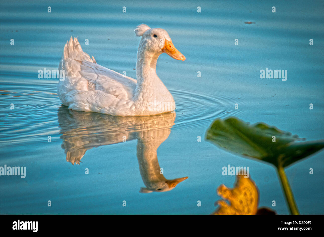 Crested white duck hi-res stock photography and images - Alamy