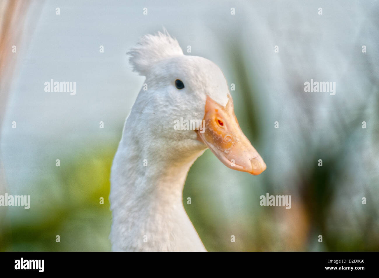 Crested White Duck at Lake Morton in Lakeland, Florida Stock Photo - Alamy