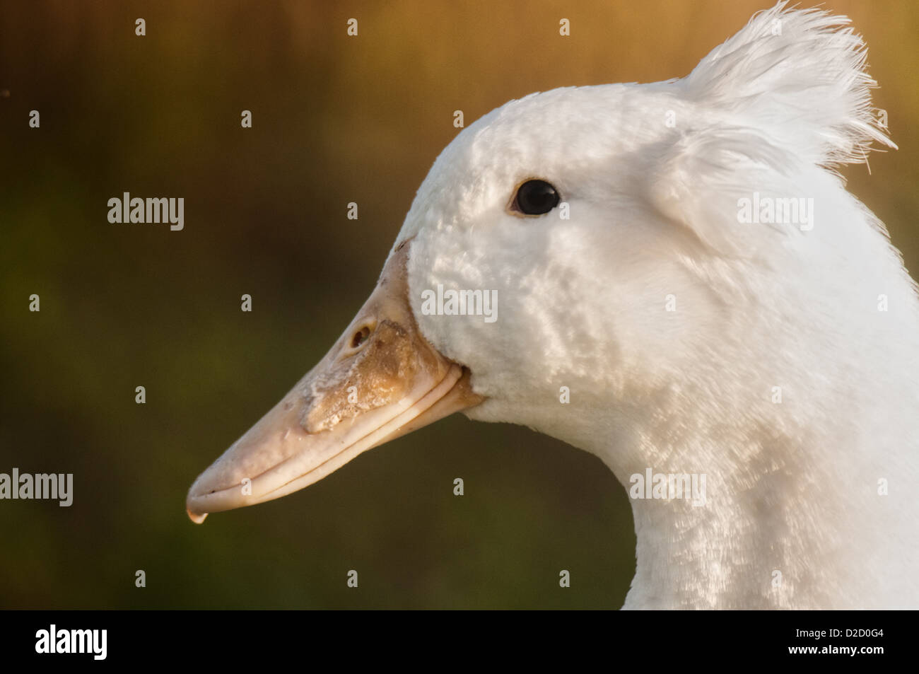 White duck lake hi-res stock photography and images - Alamy