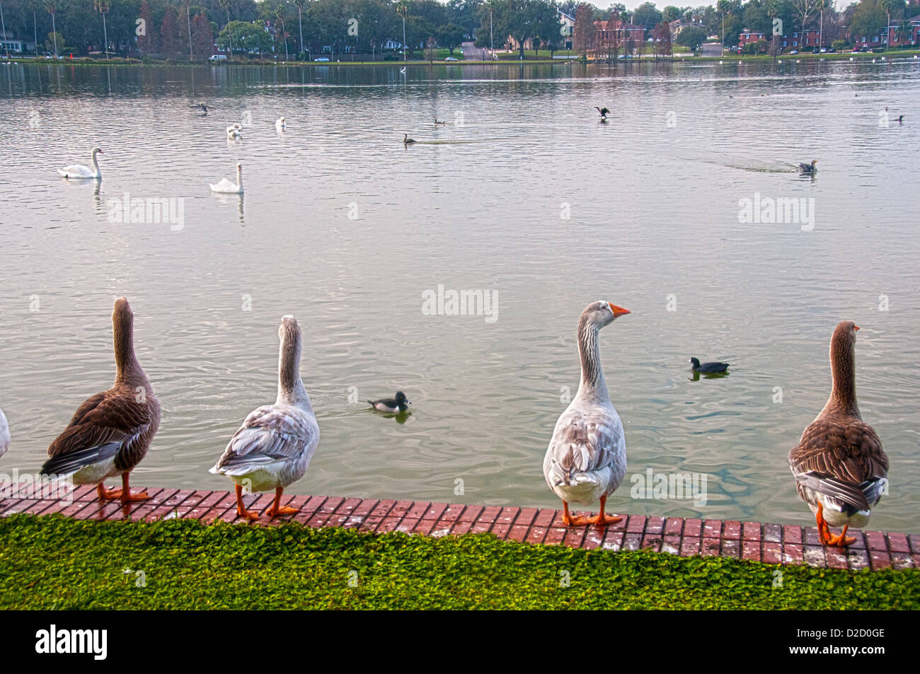 Geese checking out the action at Lake Morton in Lakeland, Florida Stock ...
