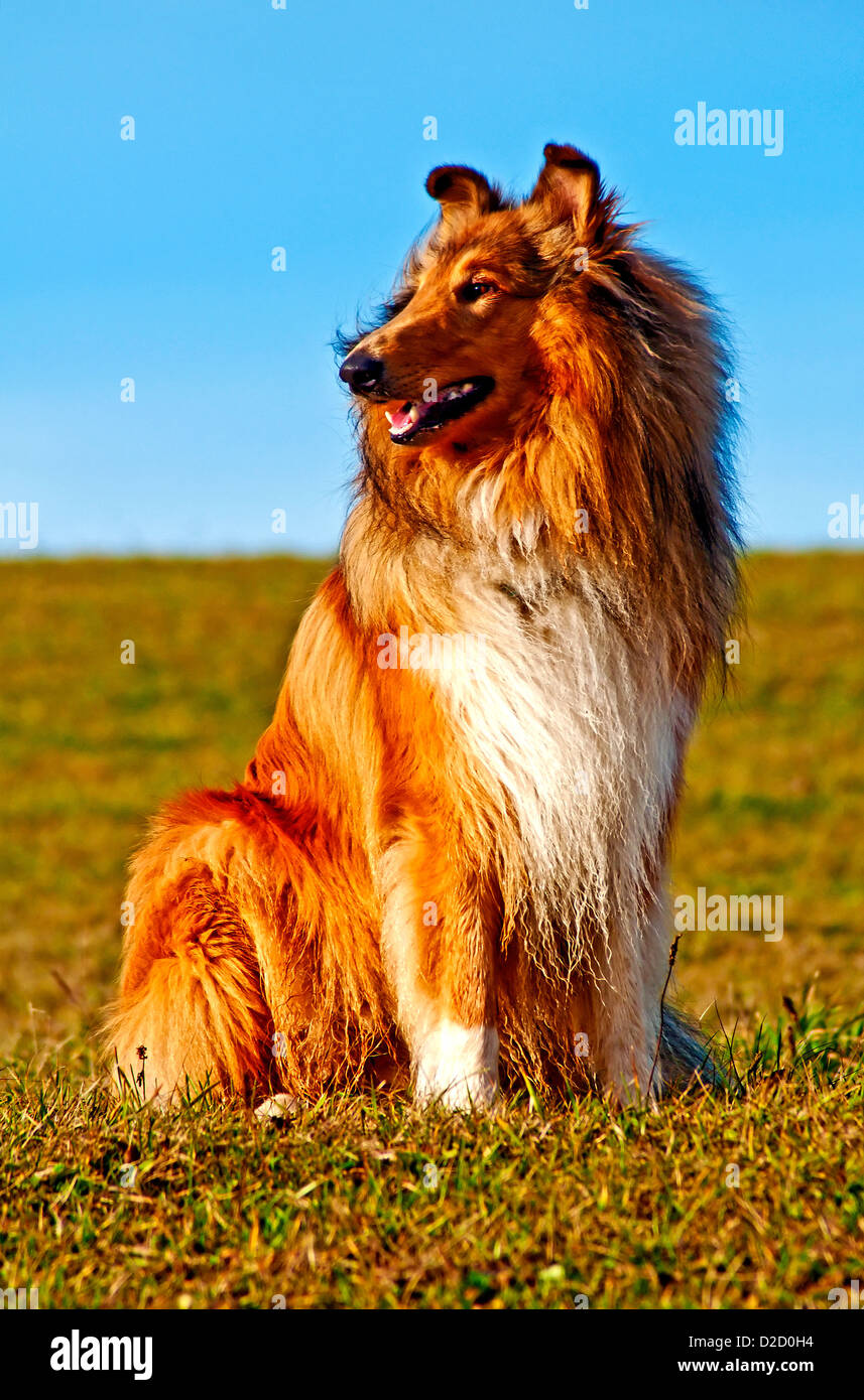 Male collie dog true bred hi-res stock photography and images - Alamy