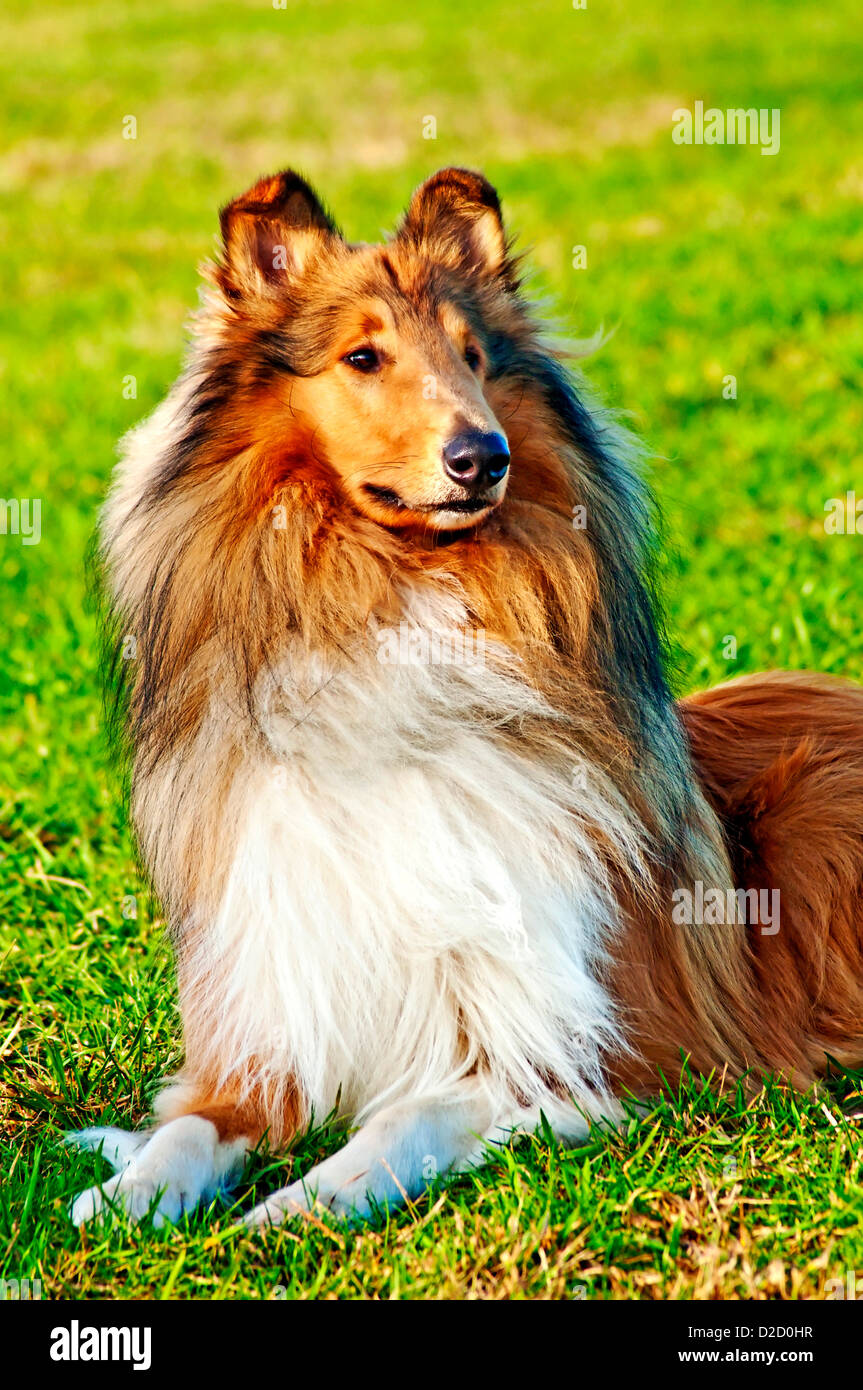 Male collie dog true bred hi-res stock photography and images - Alamy