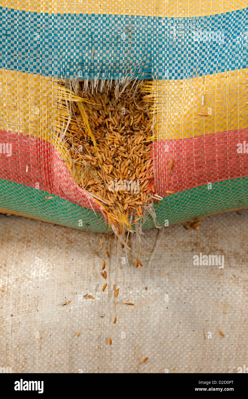 Harvest loss of rice from a leaking rice bag, Battambang, Cambodia ...