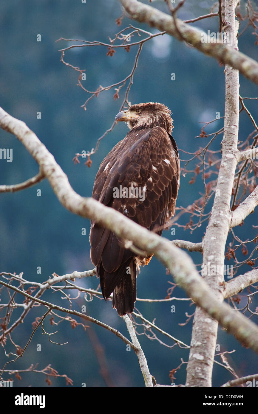 Silver sub hi-res stock photography and images - Alamy