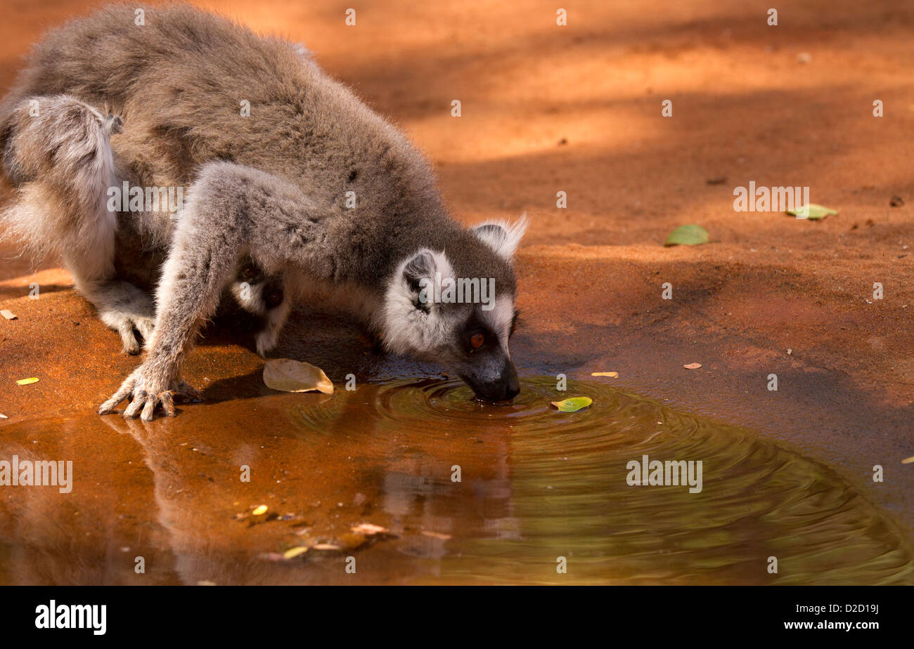 Lemur catta drinking hi-res stock photography and images - Alamy