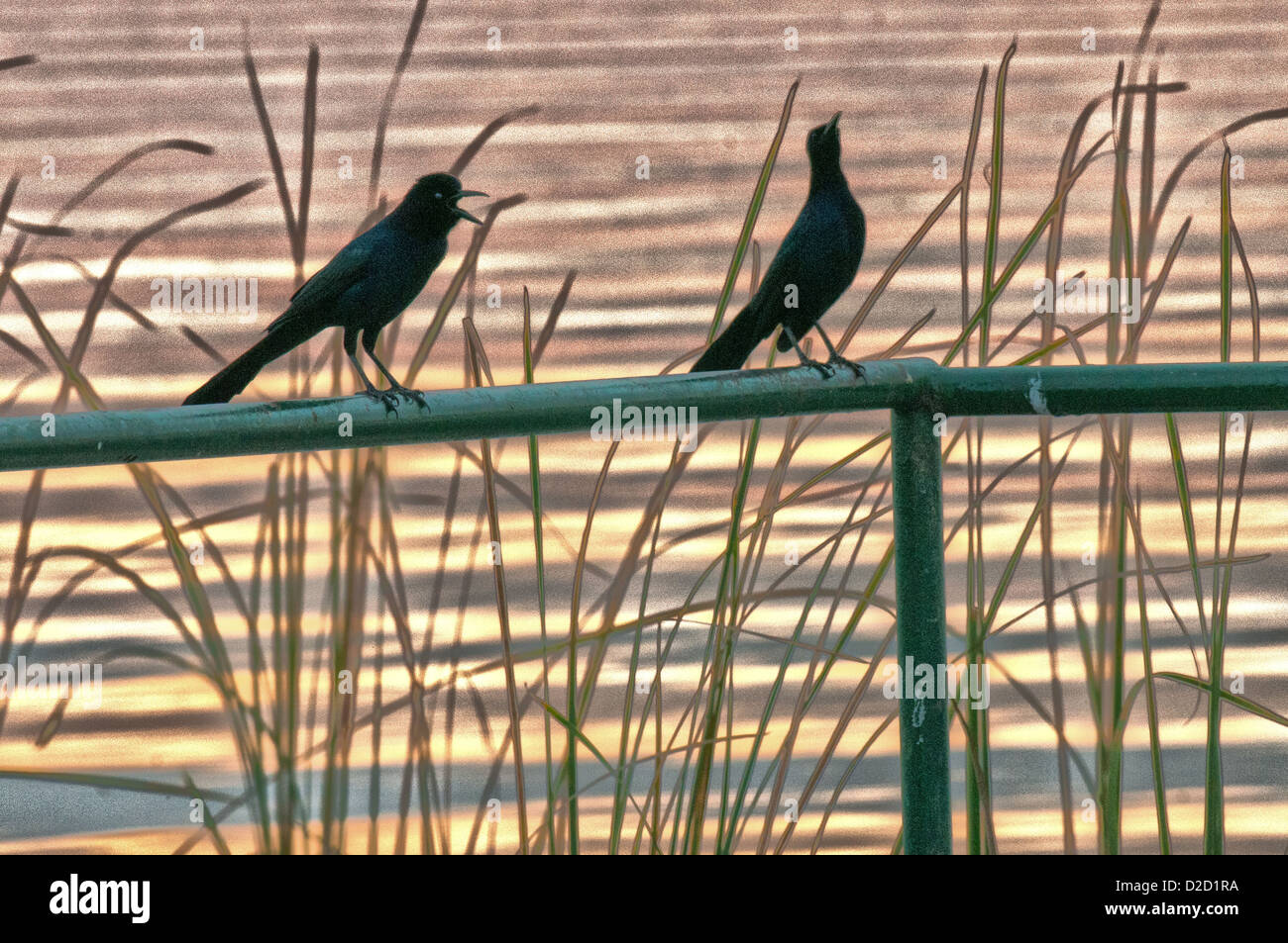 Crows along the shores of Lake Parker in Lakeland, Florida Stock Photo ...