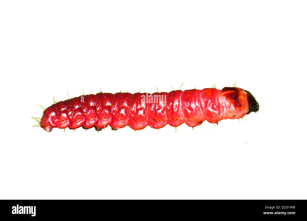 Goat moth cossus cossus pupa hi-res stock photography and images - Alamy