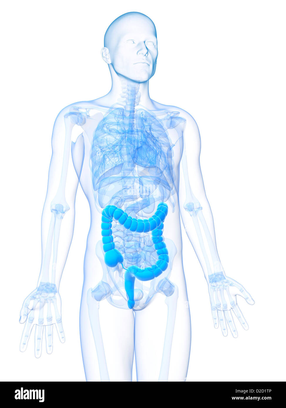 Healthy large intestine hi-res stock photography and images - Alamy