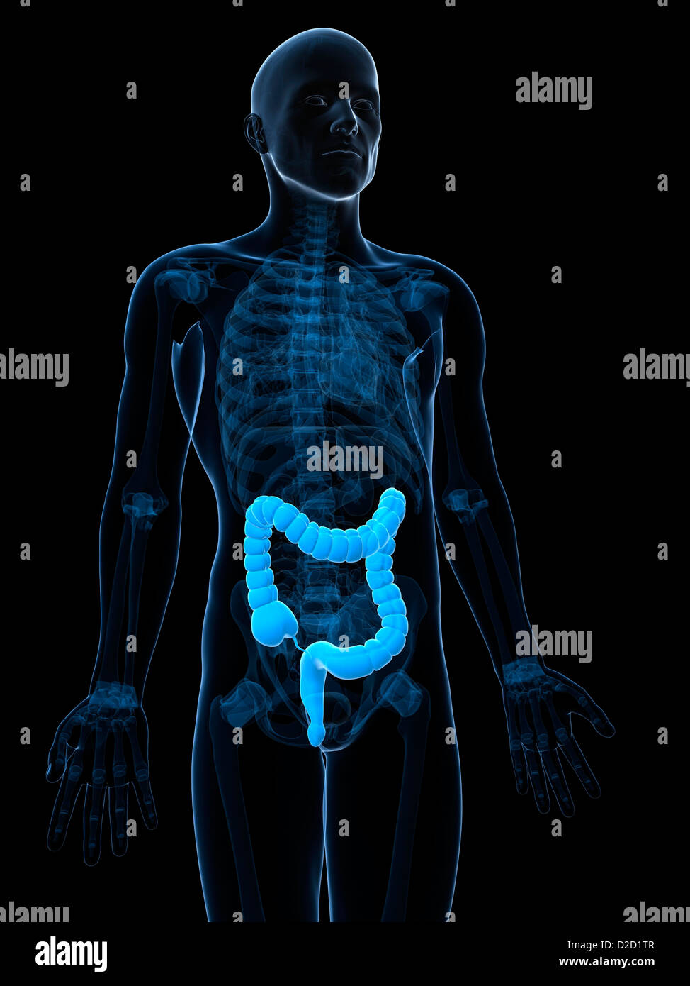 Healthy large intestine computer artwork Stock Photo - Alamy