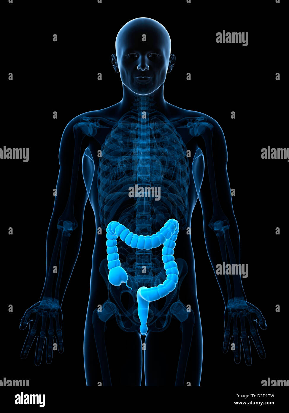 Healthy large intestine computer artwork Stock Photo - Alamy