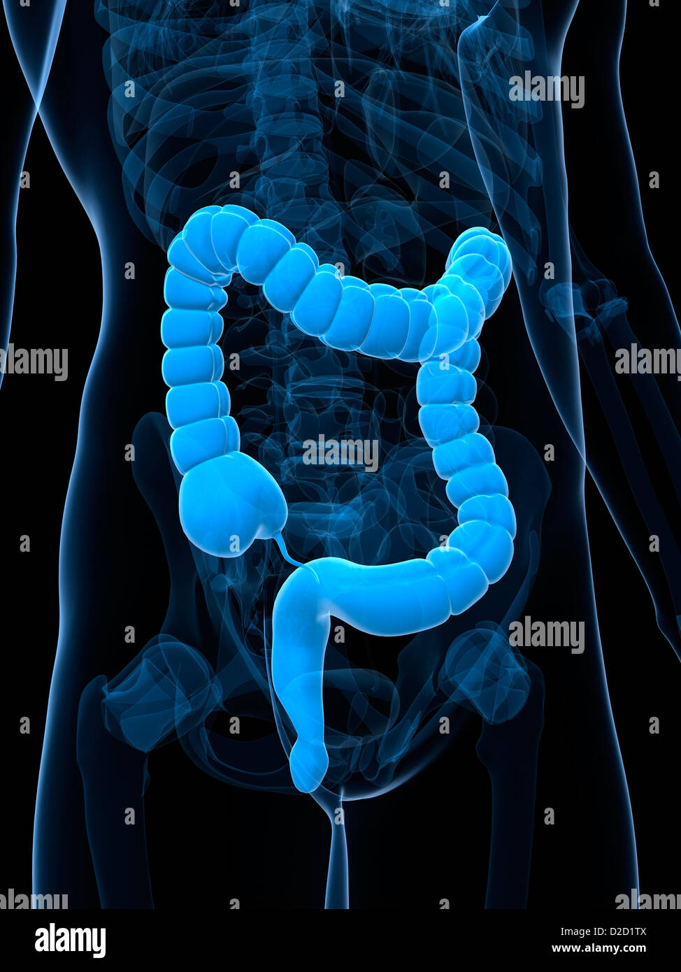 Healthy large intestine computer artwork Stock Photo - Alamy