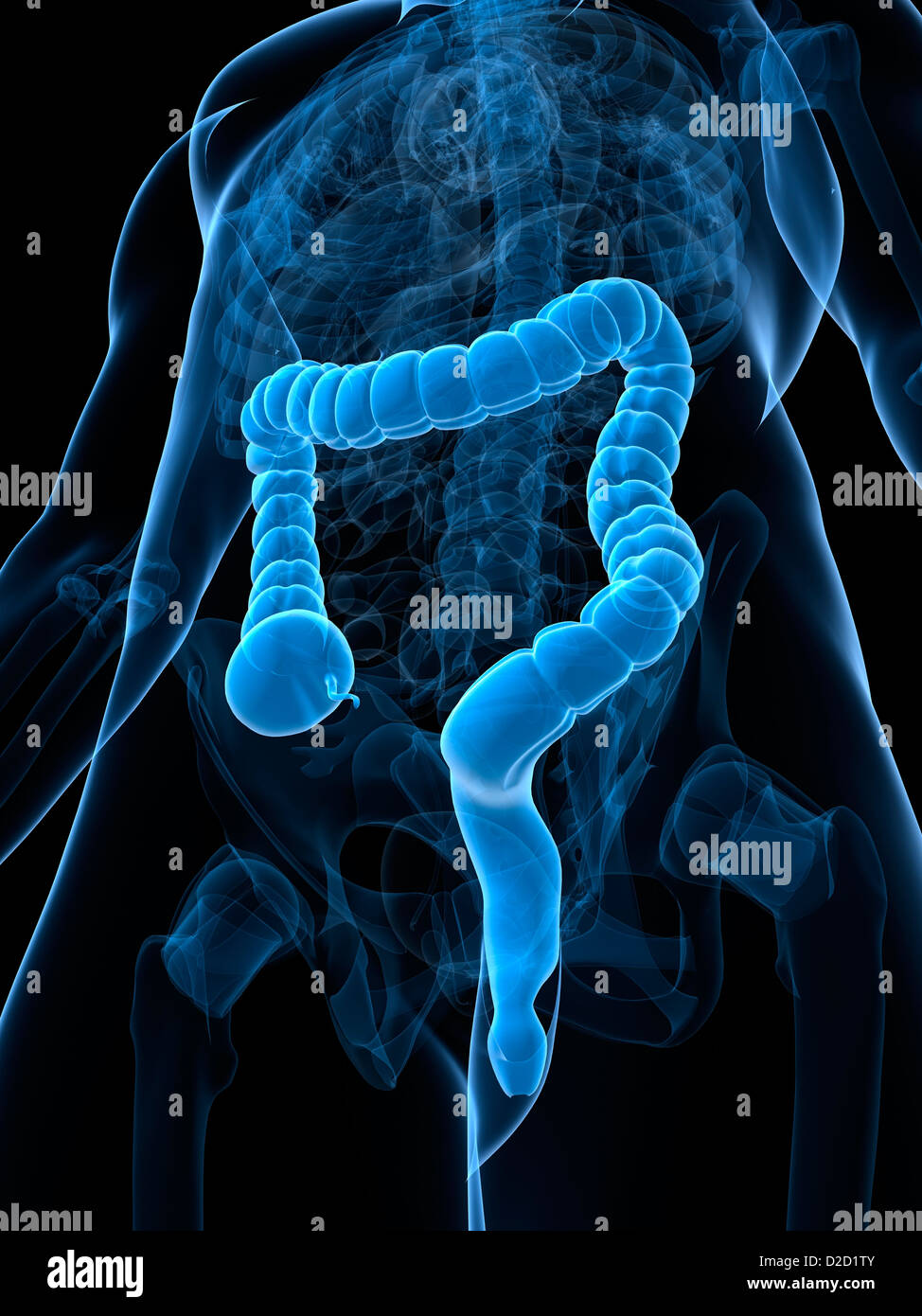Healthy large intestine computer artwork Stock Photo - Alamy