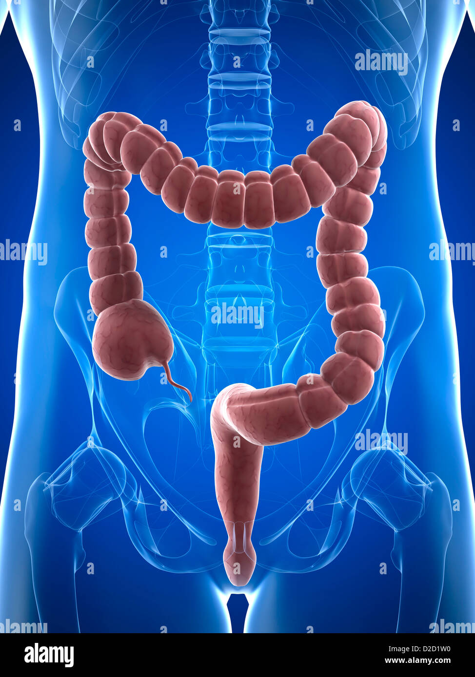 Healthy large intestine computer artwork Stock Photo - Alamy
