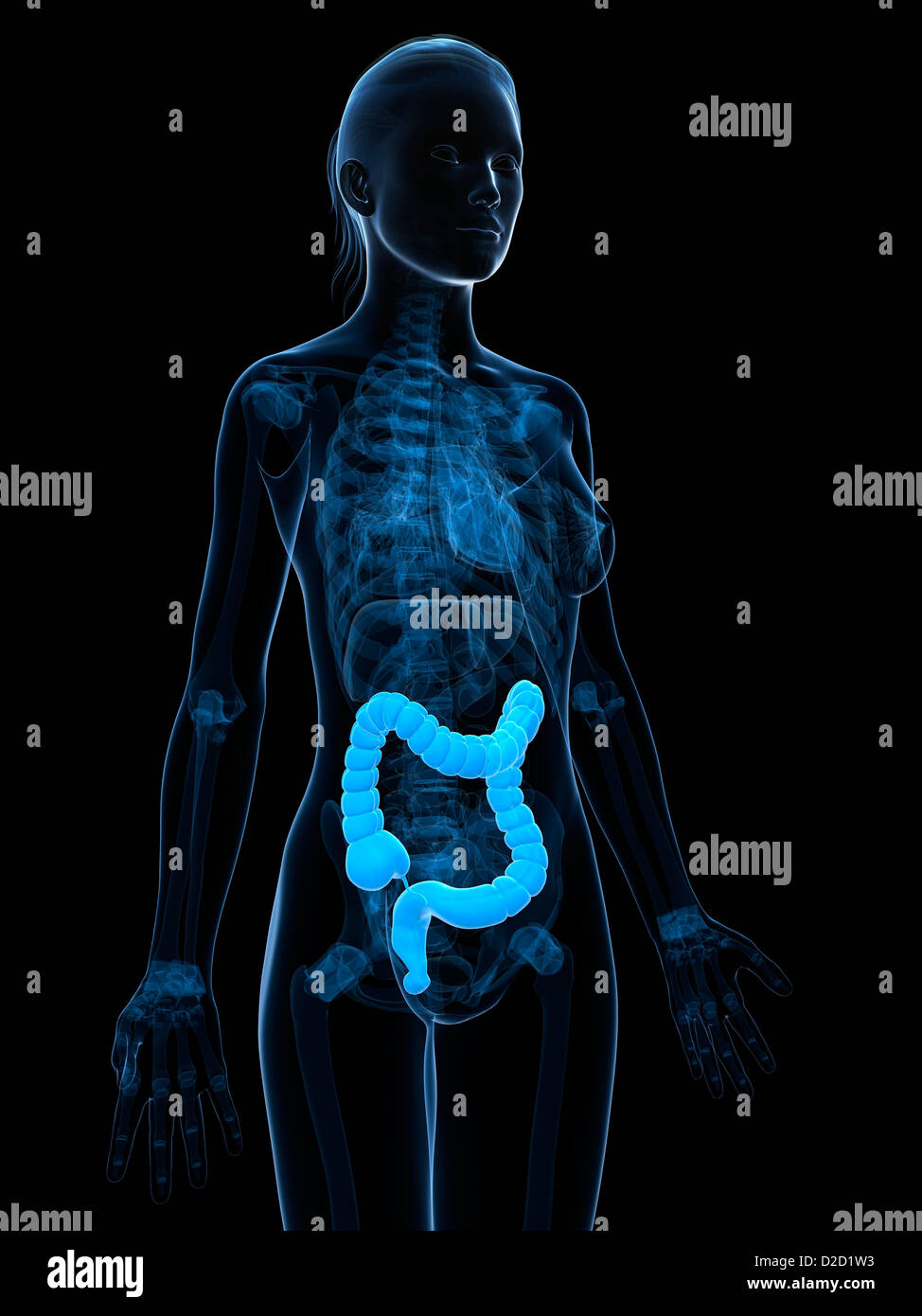 Healthy large intestine computer artwork Stock Photo - Alamy