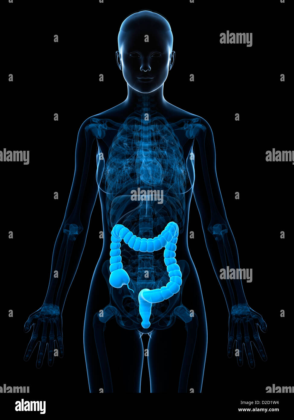 Healthy large intestine computer artwork Stock Photo - Alamy