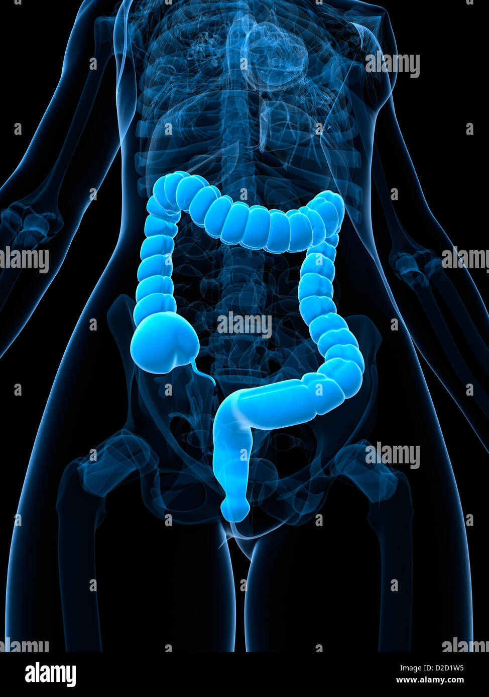 Healthy large intestine computer artwork Stock Photo - Alamy