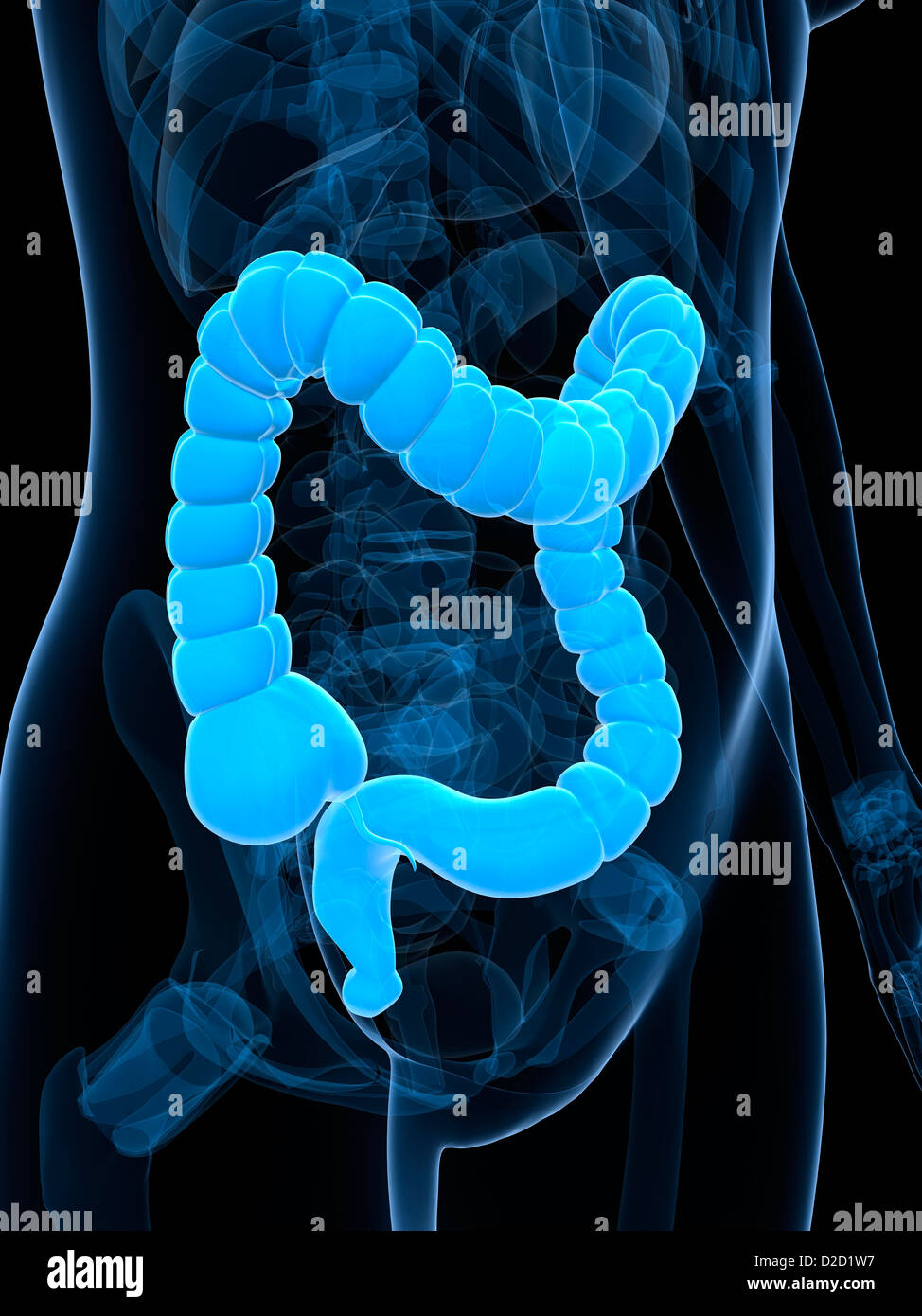 Healthy large intestine computer artwork Stock Photo - Alamy