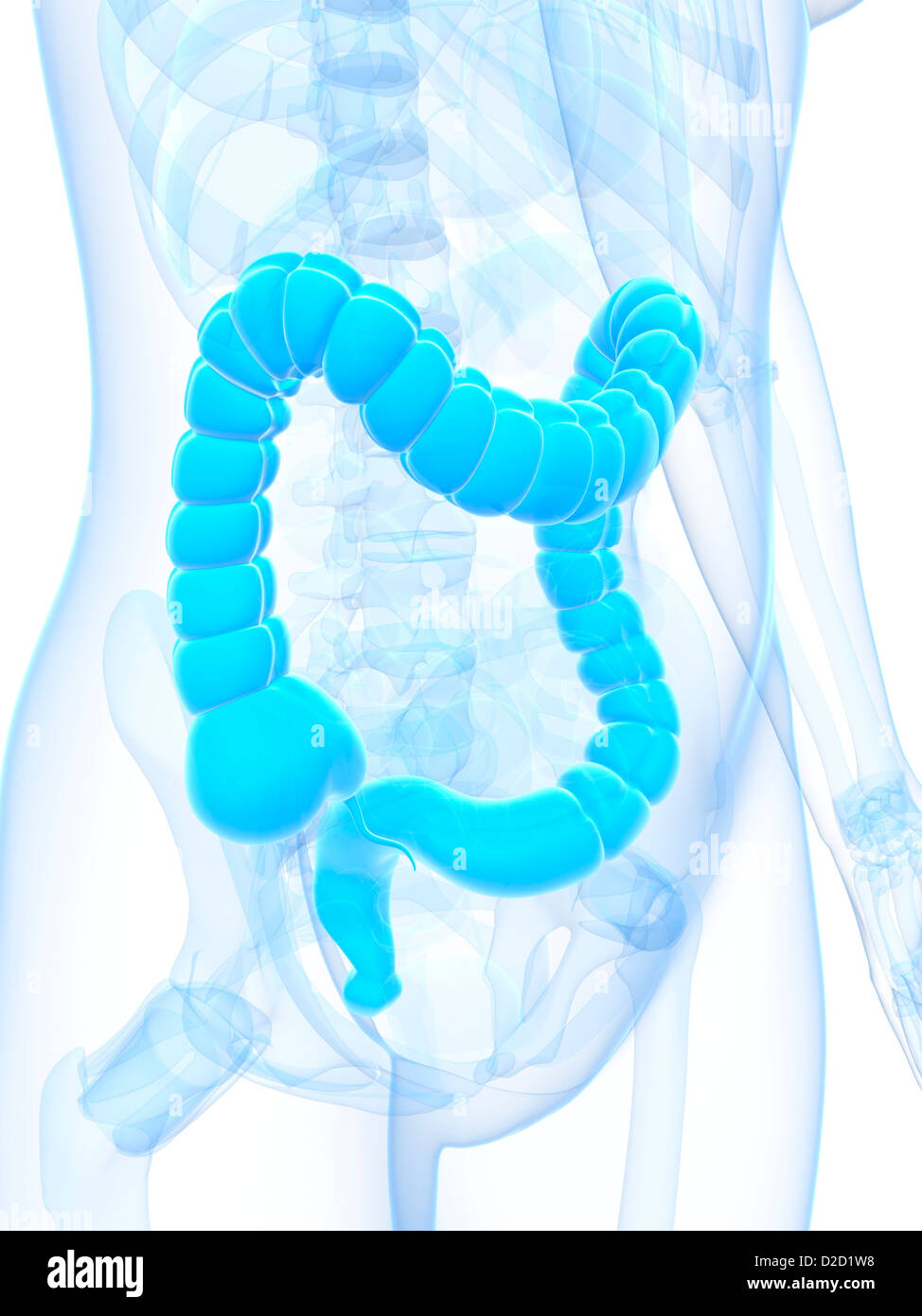Healthy large intestine computer artwork Stock Photo - Alamy