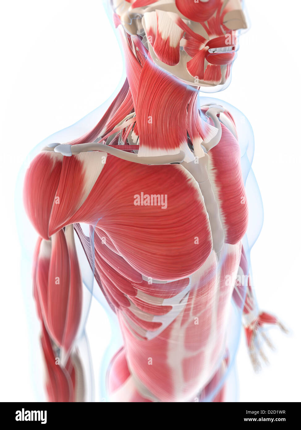 Male musculature computer artwork hi-res stock photography and images ...