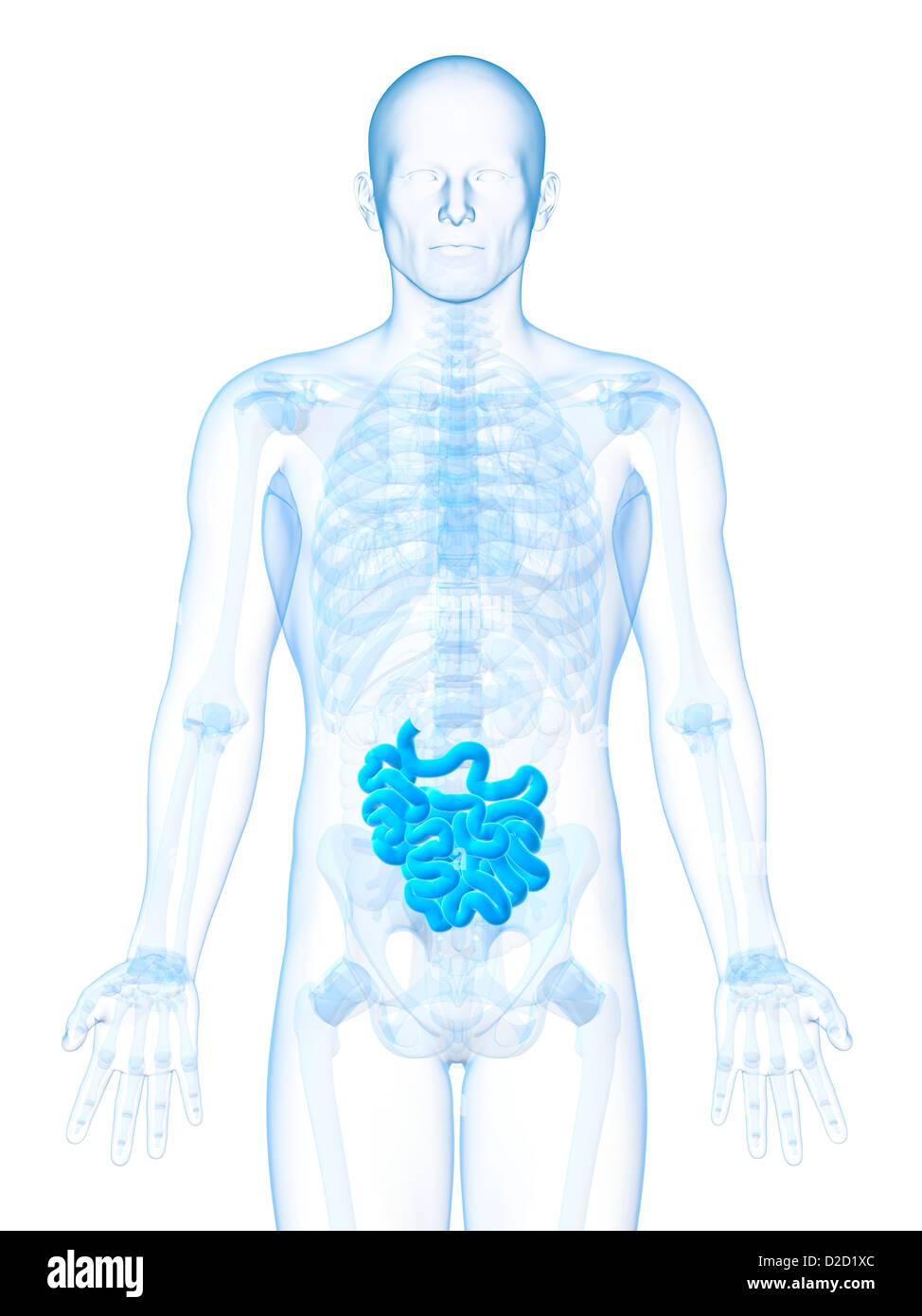 Healthy small intestine computer artwork Stock Photo - Alamy