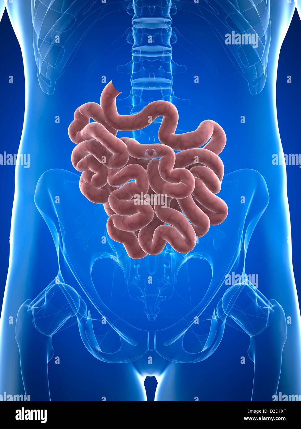 Healthy small intestine computer artwork Stock Photo - Alamy