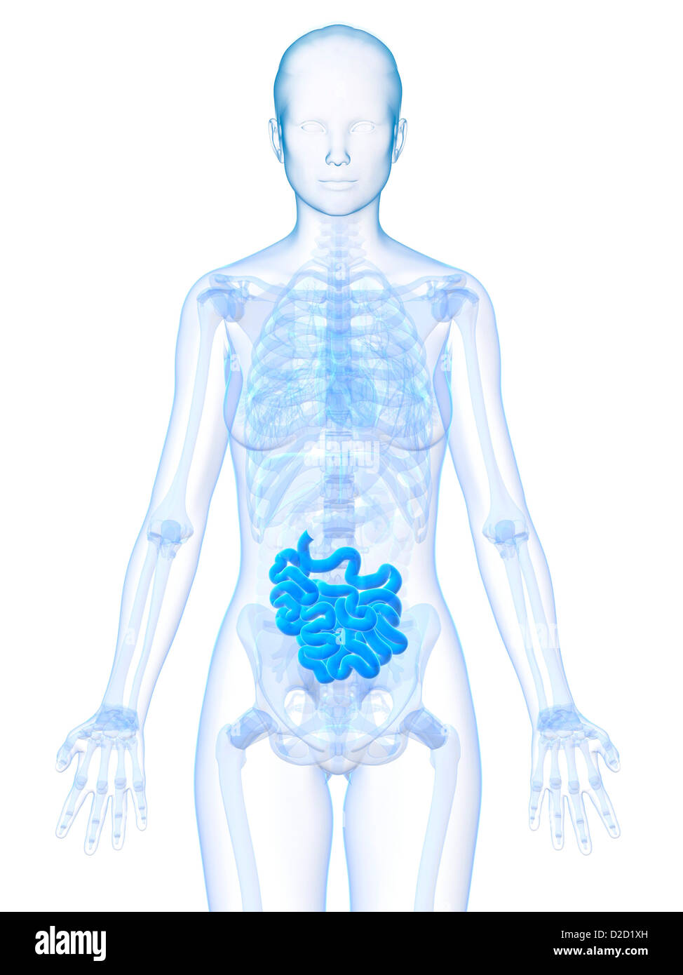 Healthy small intestine hi-res stock photography and images - Alamy