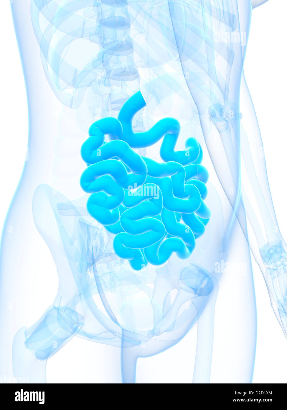 Healthy small intestine computer artwork Stock Photo - Alamy