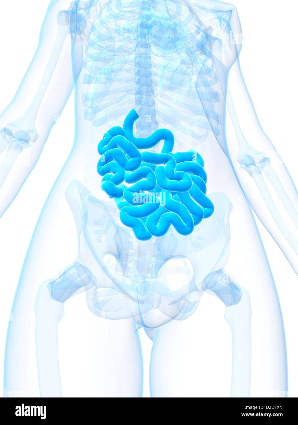 Healthy small intestine computer artwork Stock Photo - Alamy
