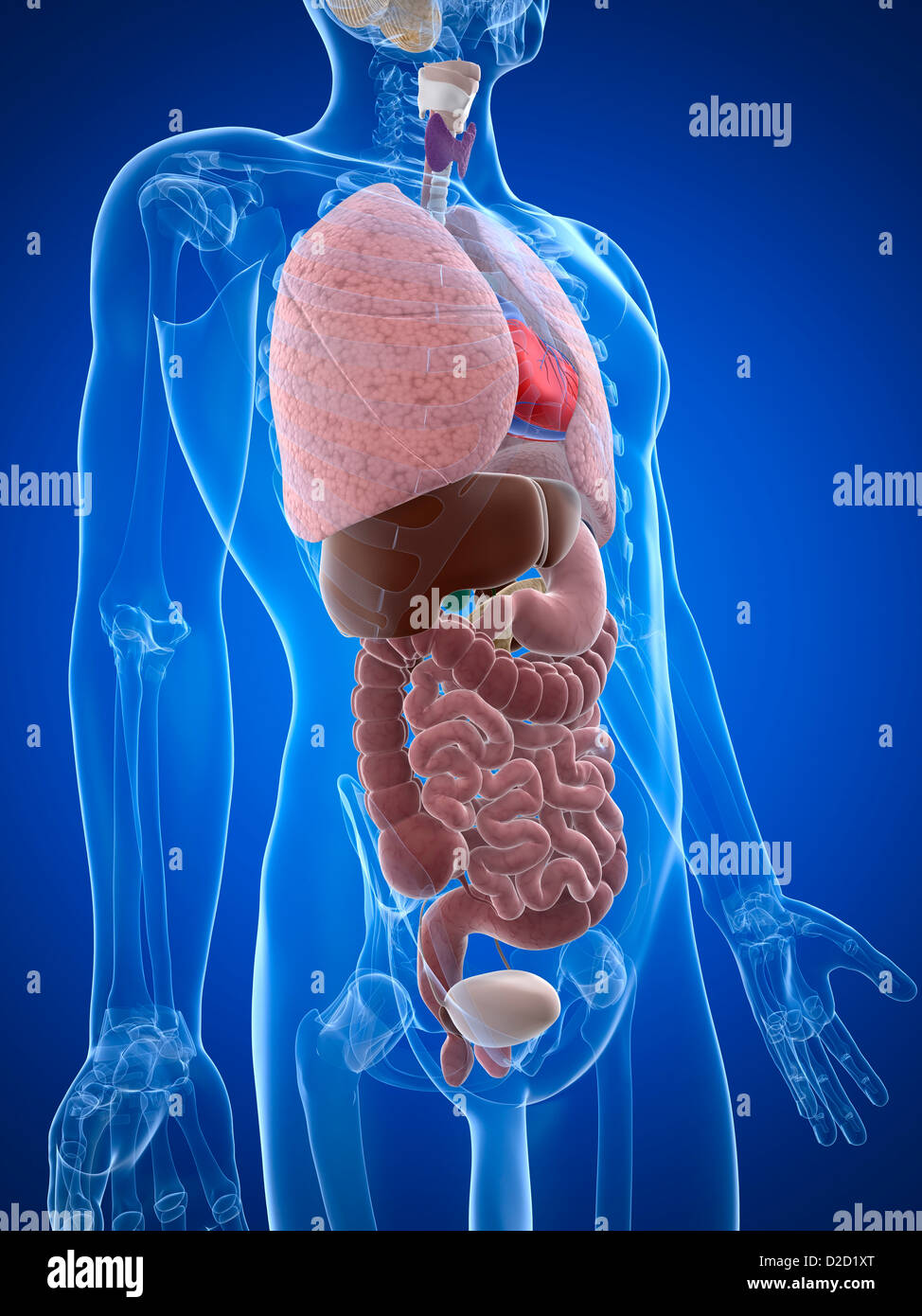 Human anatomy computer artwork Stock Photo - Alamy