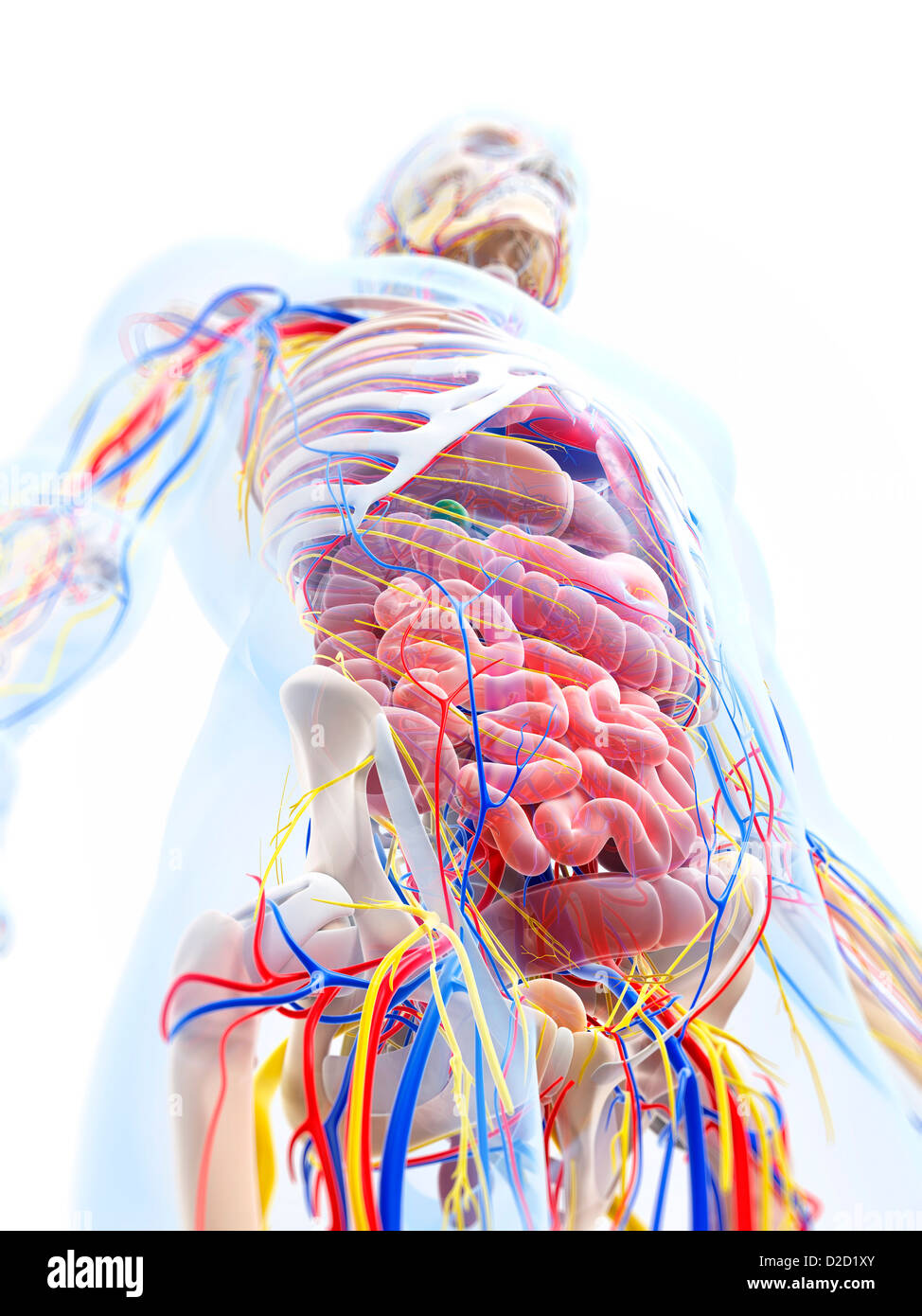Human anatomy computer artwork Stock Photo - Alamy