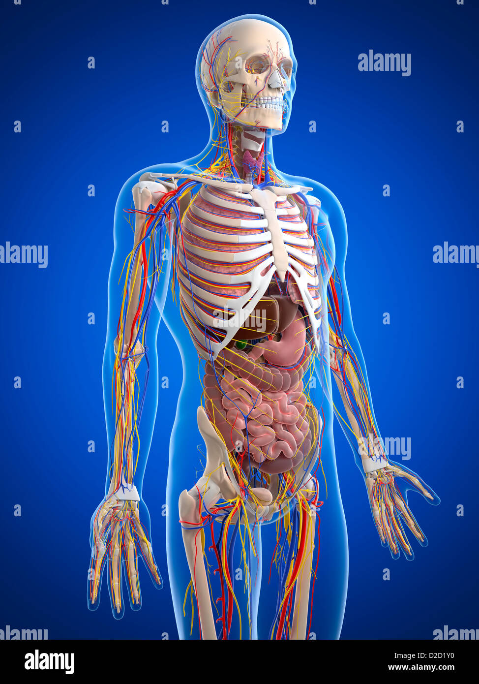 Human anatomy computer artwork Stock Photo - Alamy