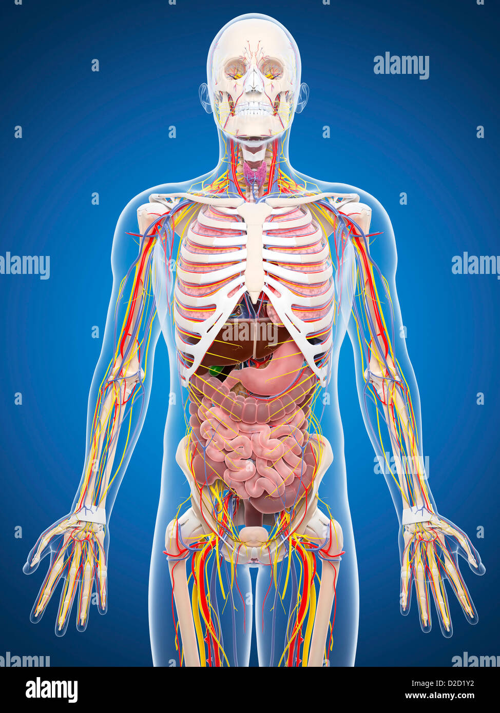 Human anatomy computer artwork Stock Photo - Alamy