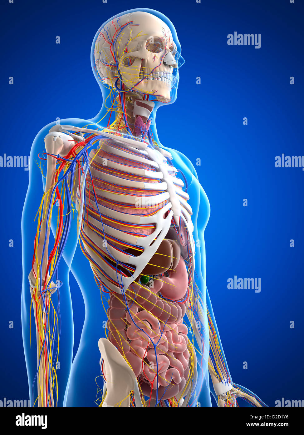 Human anatomy computer artwork Stock Photo - Alamy