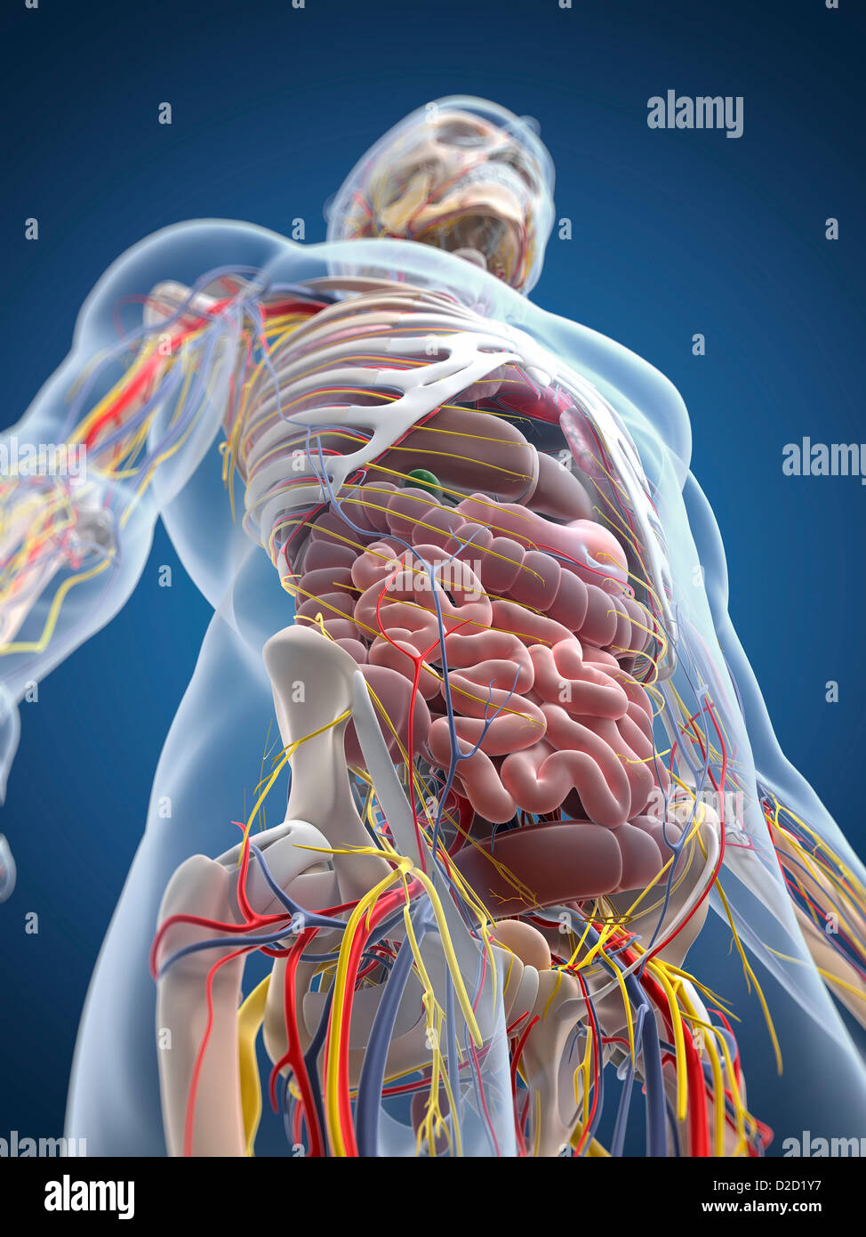 Human anatomy computer artwork Stock Photo - Alamy Human anatomy computer artwork Stock Photo - Alamy