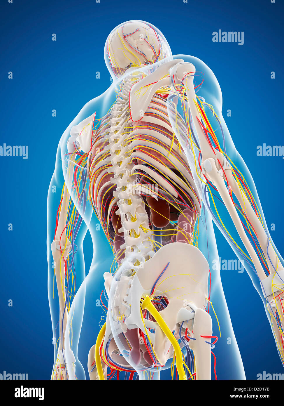 Human anatomy computer artwork Stock Photo - Alamy